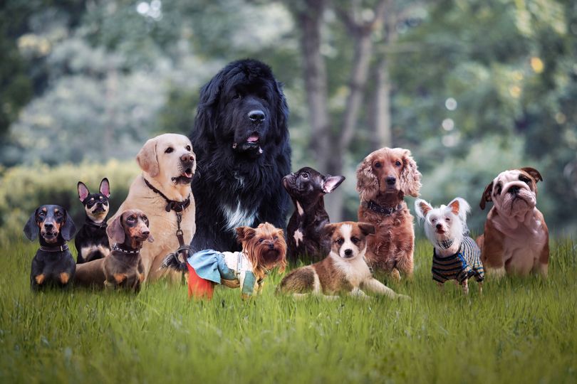 Five common dog breeds vet says he would 'never own'