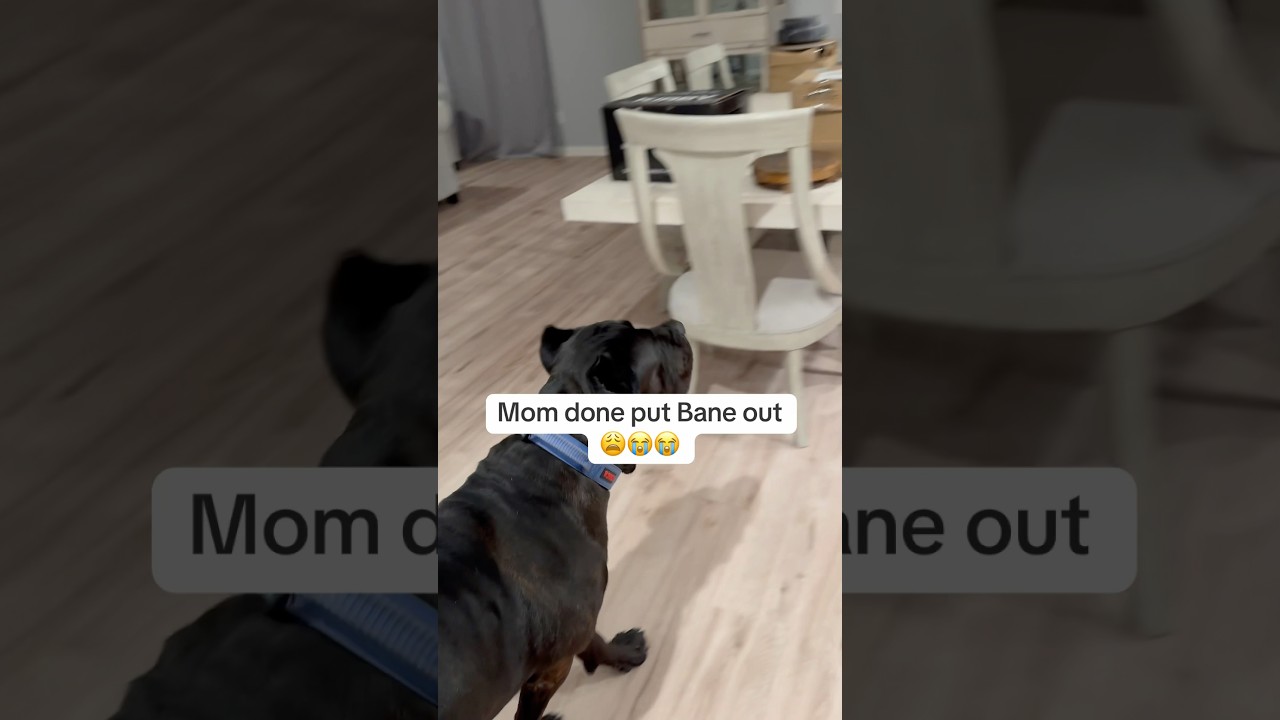 Dog hilariously reacts to being sent outside