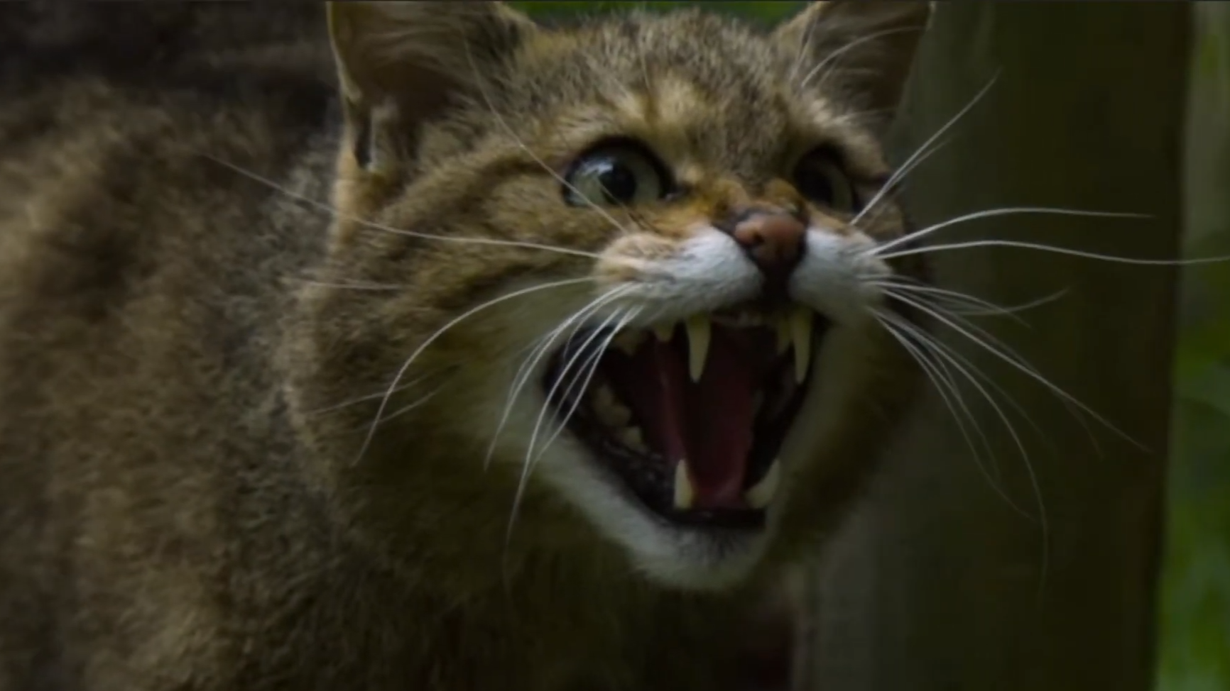 Watch what happens when a wildcat meets its prey