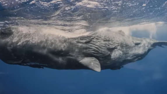 Watch what happens when a 50-ton predator meets a giant squid