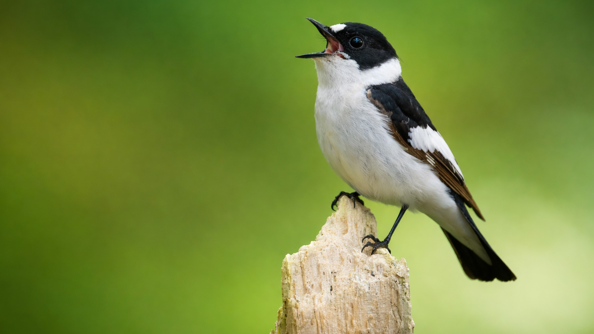 Hidden forest camera captures a tiny bird singing loudly