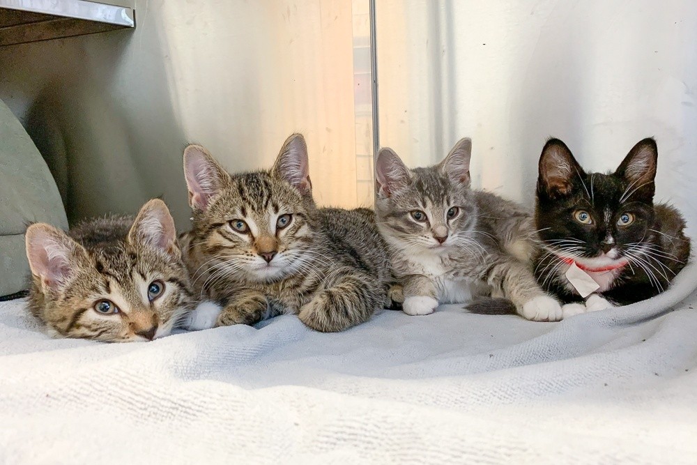 Paper towels & toilet paper needed: Scituate Animal Shelter asks ...