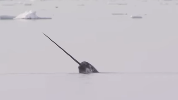 Watch this whale grow a 3-meter tooth out of its head – and no one ...