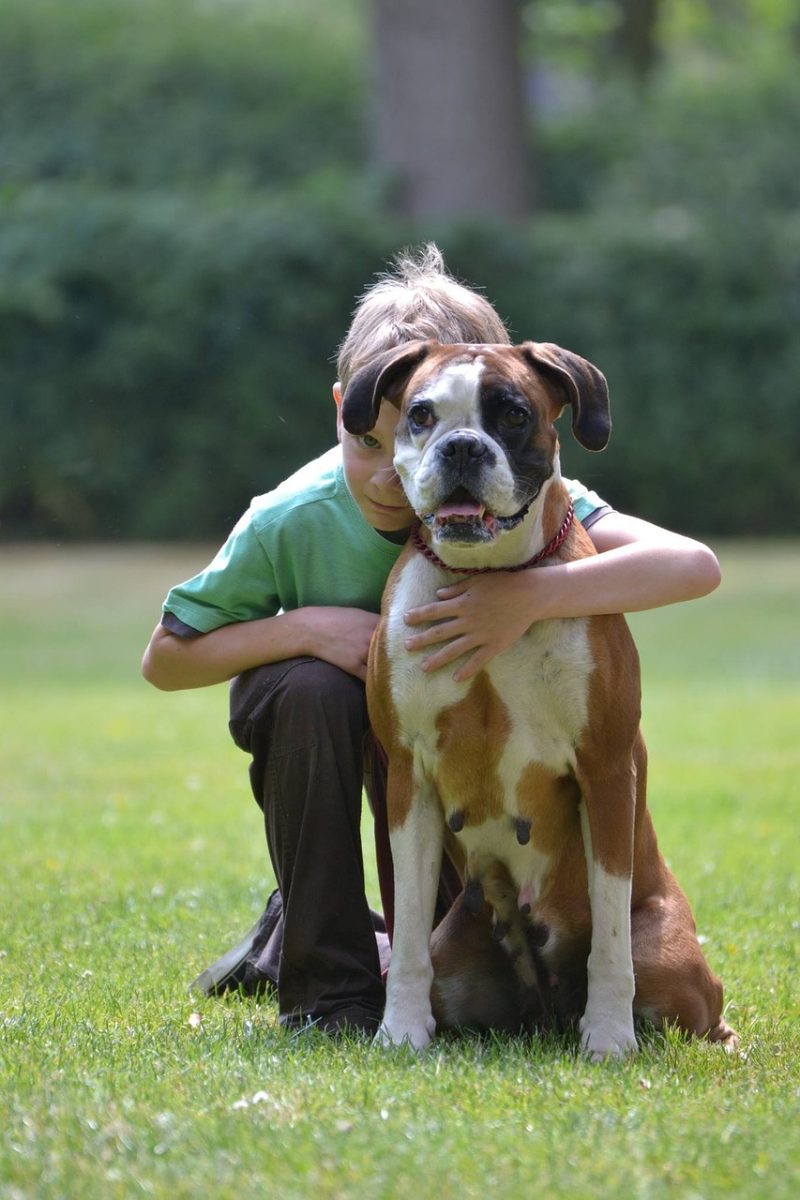 13 dog breeds that bond so deeply they follow you from room to room