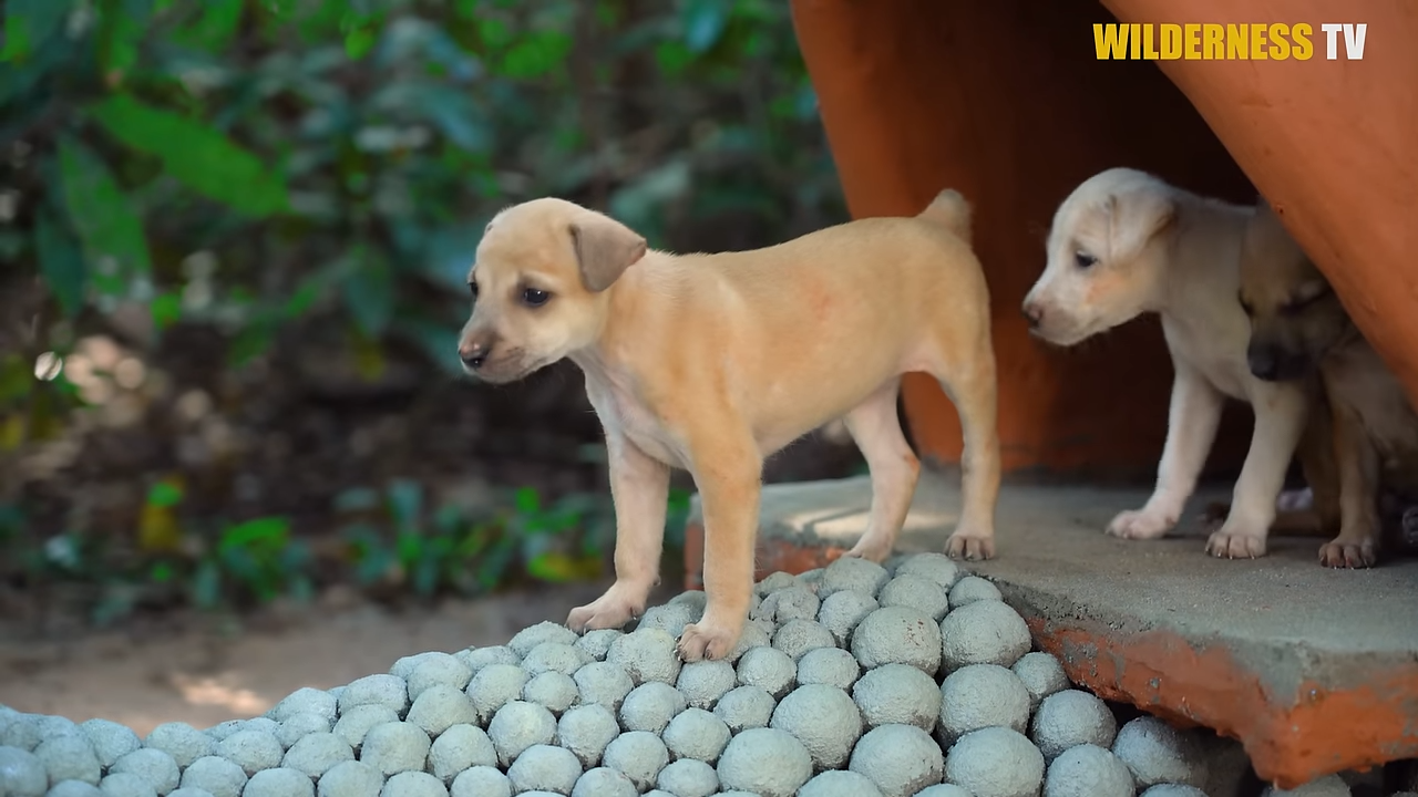 Watch hungry abandoned puppies get a warm snail house after days of waiting