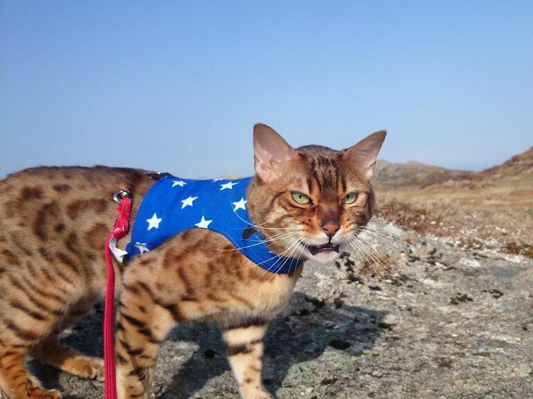 10 difficulties of owning a Bengal cat