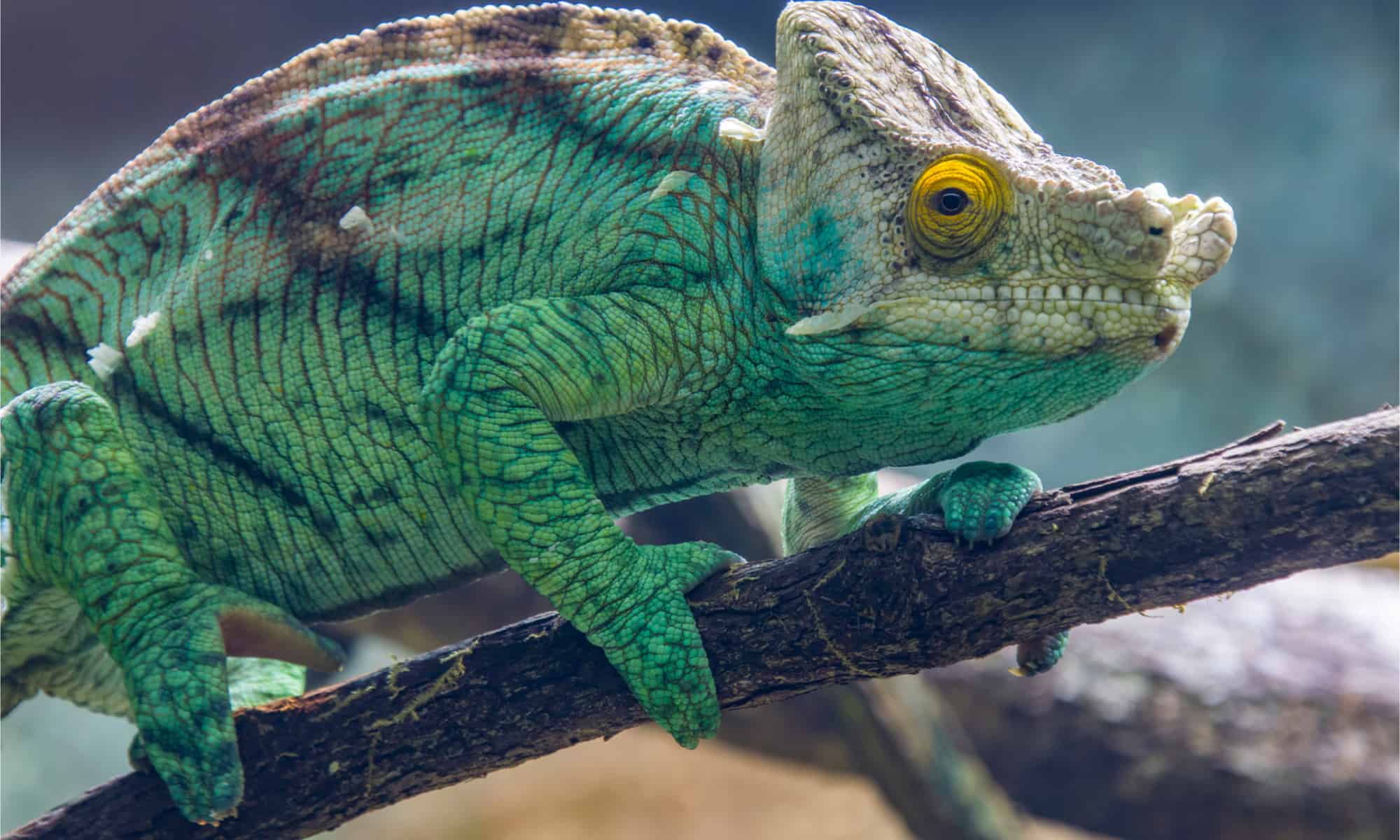 12 animals with the strangest adaptations for survival