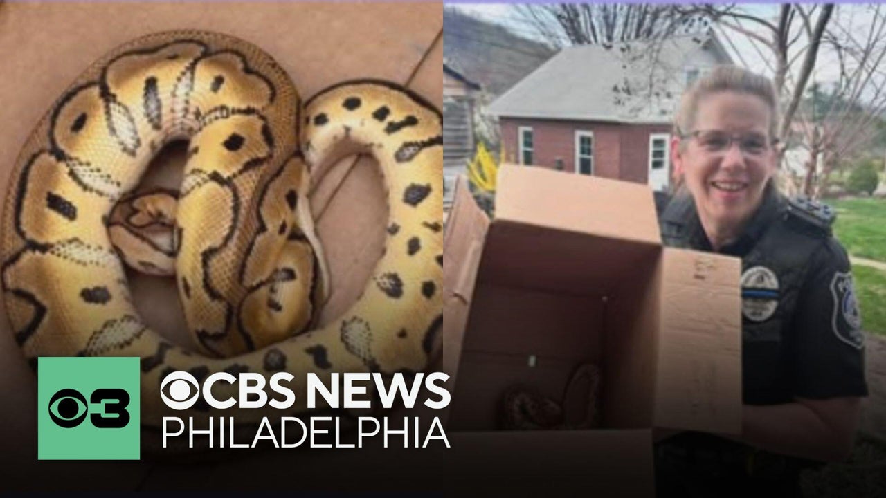 Police recover python left behind by Uber driver's passengers