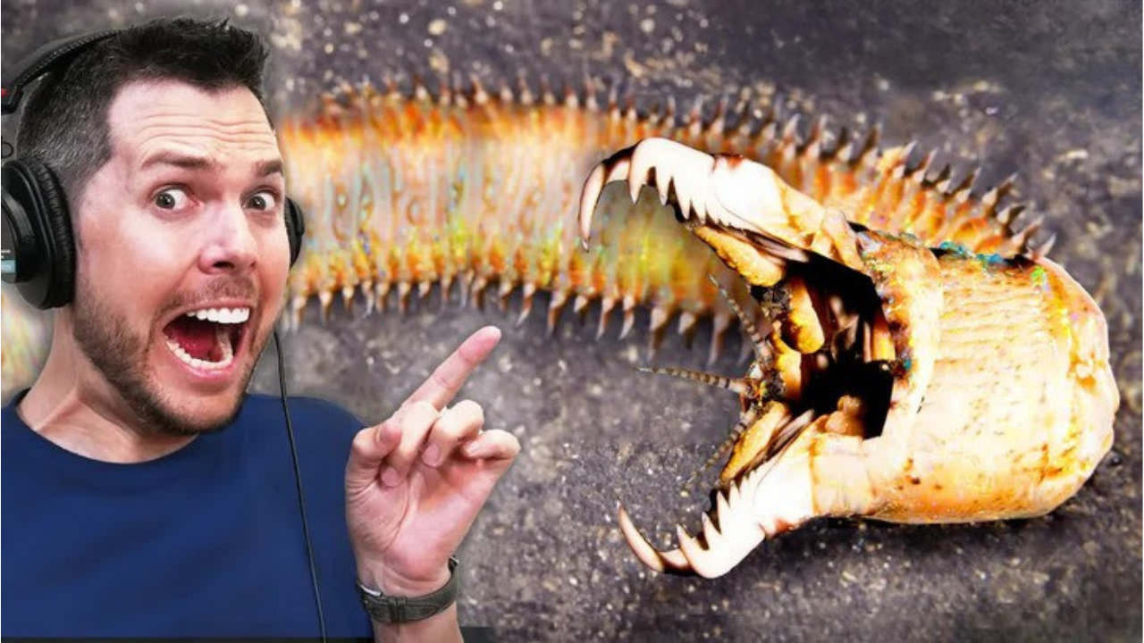 Bobbit worms will make you never want to swim again