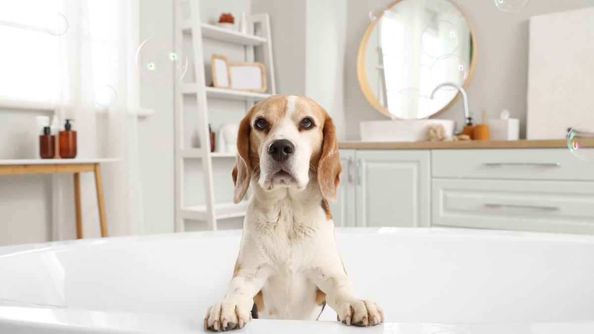 The little-known phenomenon many dog owners face: "You are not alone"