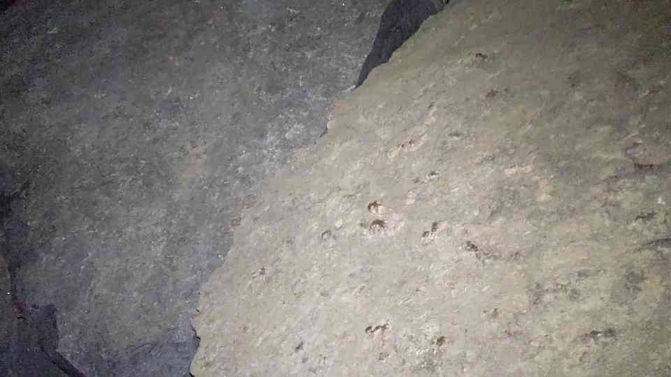 They entered a cave - then realized the walls were full of ancient coral