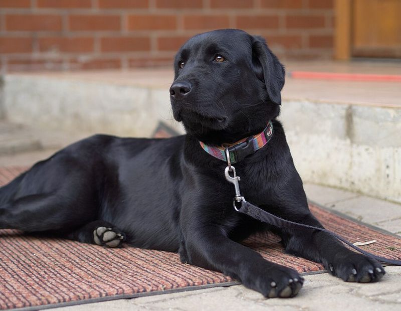 13 top dog breeds you'll see everywhere in California