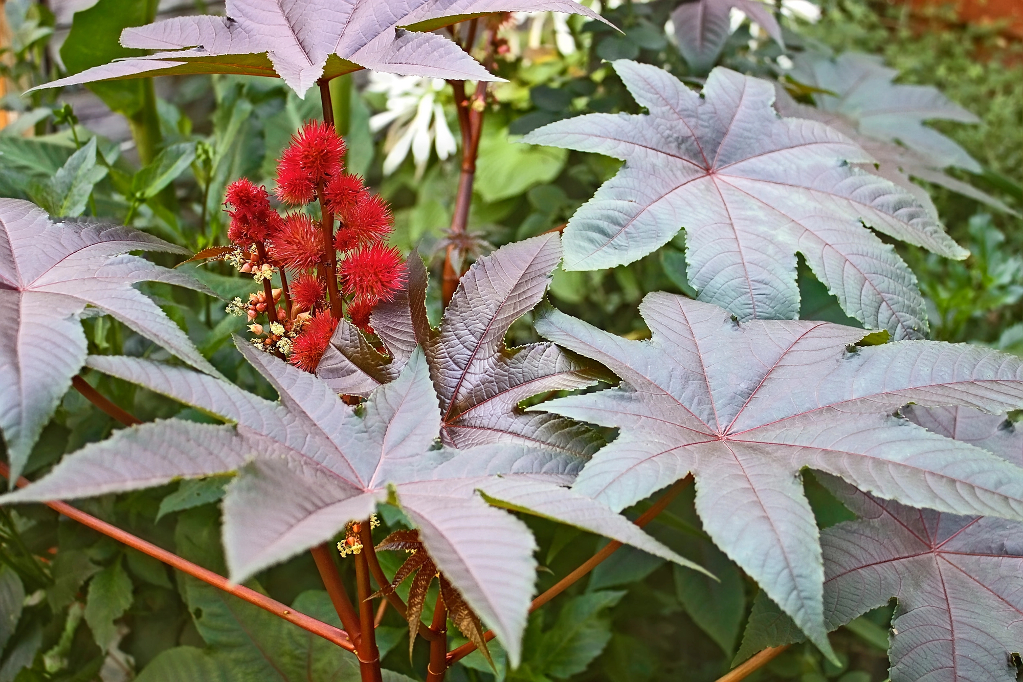 16 deadliest poisons found in common house plants