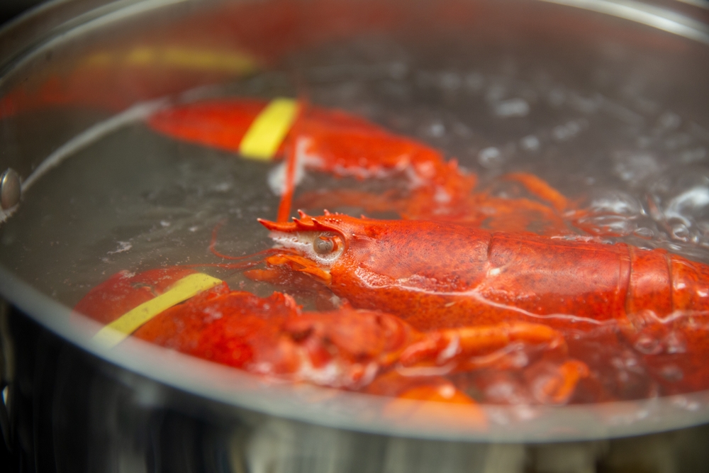 New law bans boiling lobsters, crabs, and octopuses alive as research ...
