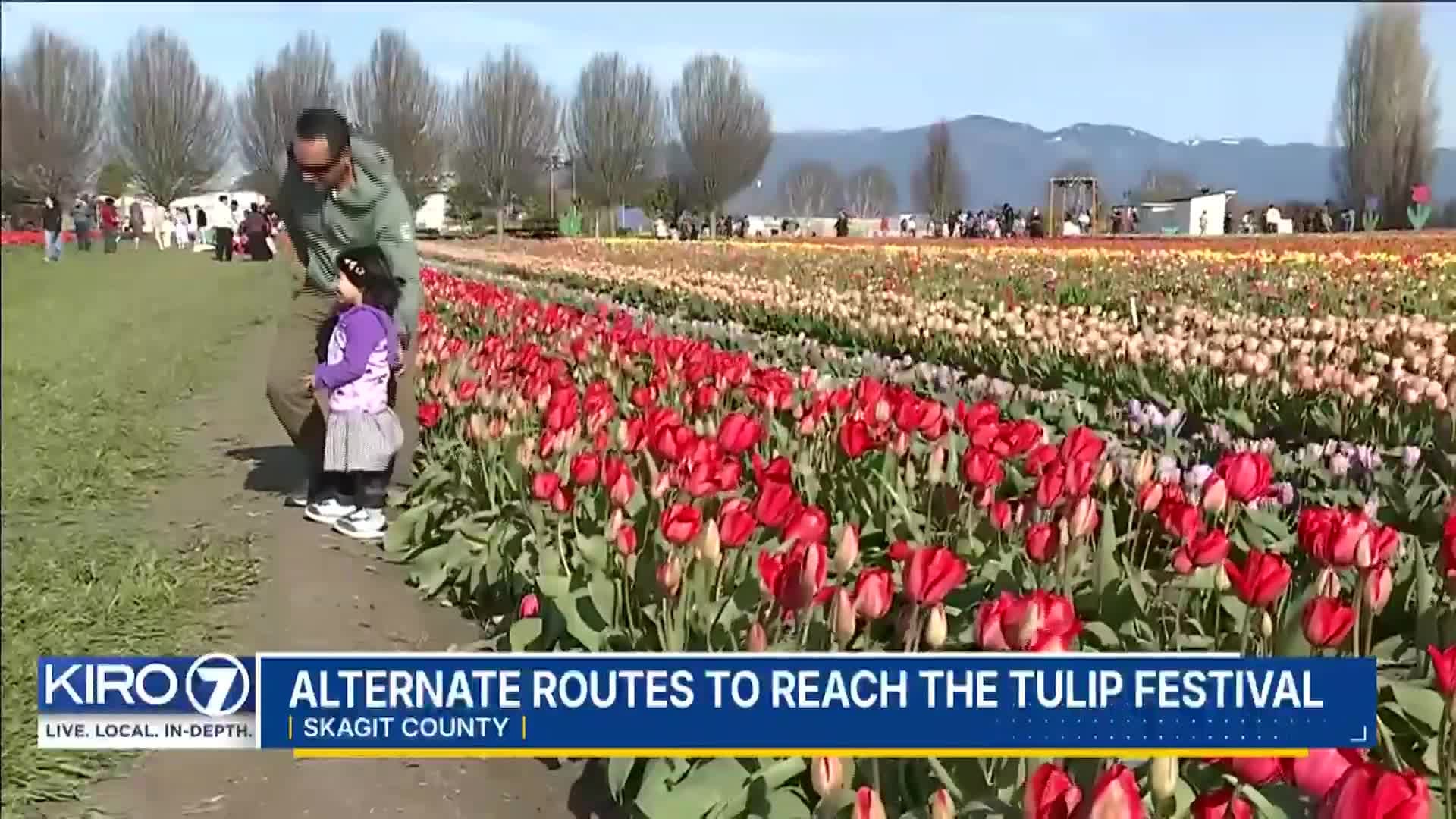 Traffic alternatives for Skagit Valley Tulip Festival
