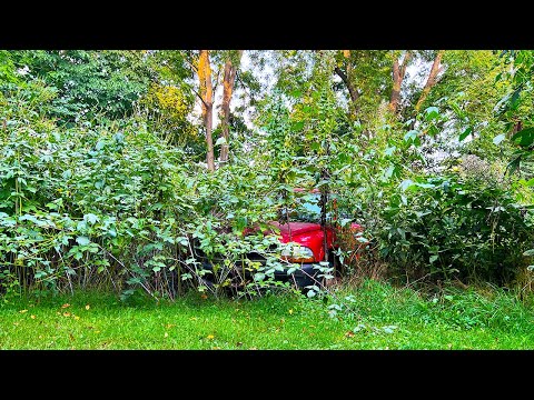 Turning a jungle back into a yard: Overgrown truck & boat cleanup (part 1)