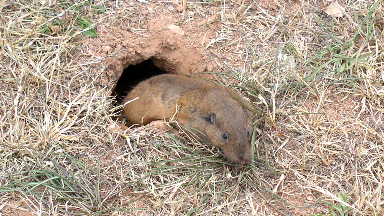 15 animals that can do more damage to pasture than people realize