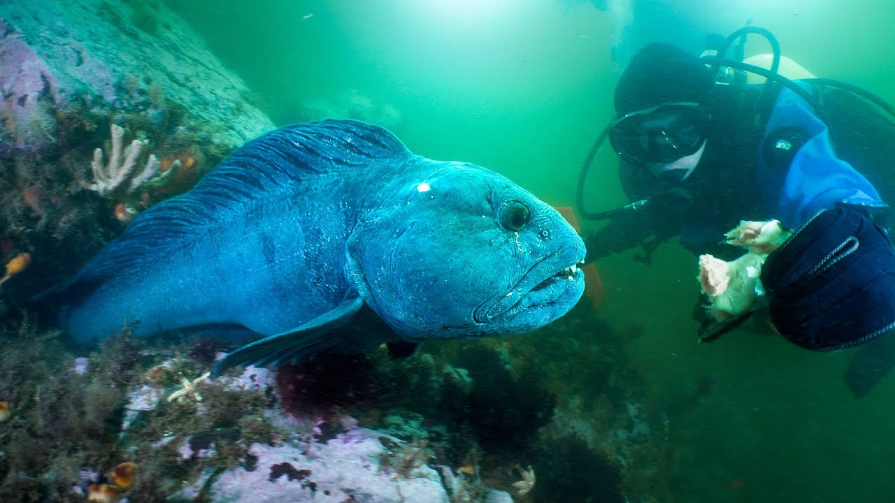 We entered the water - then a fish with massive teeth got too close