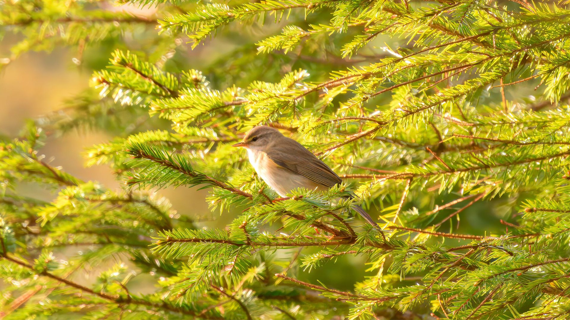 Tips for taking care of wild birds