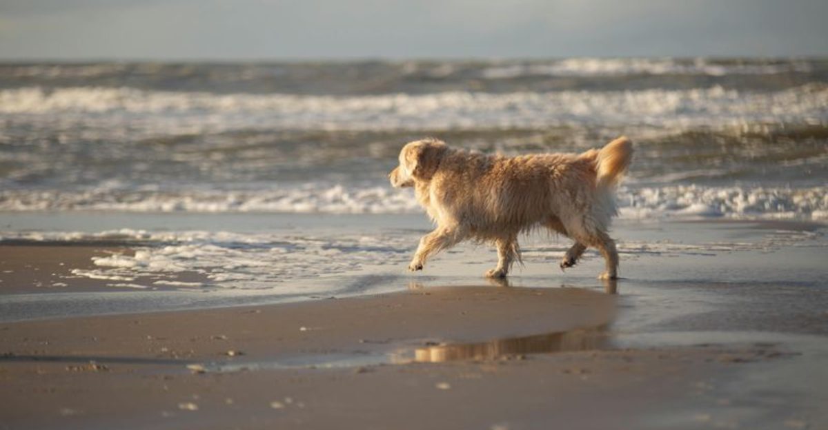 13 top dog breeds you'll see everywhere in California