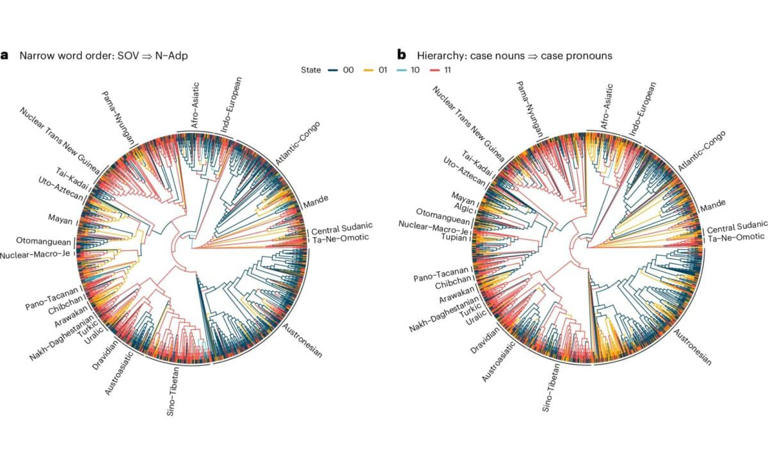The hidden language rules that every human brain follows, whether you ...