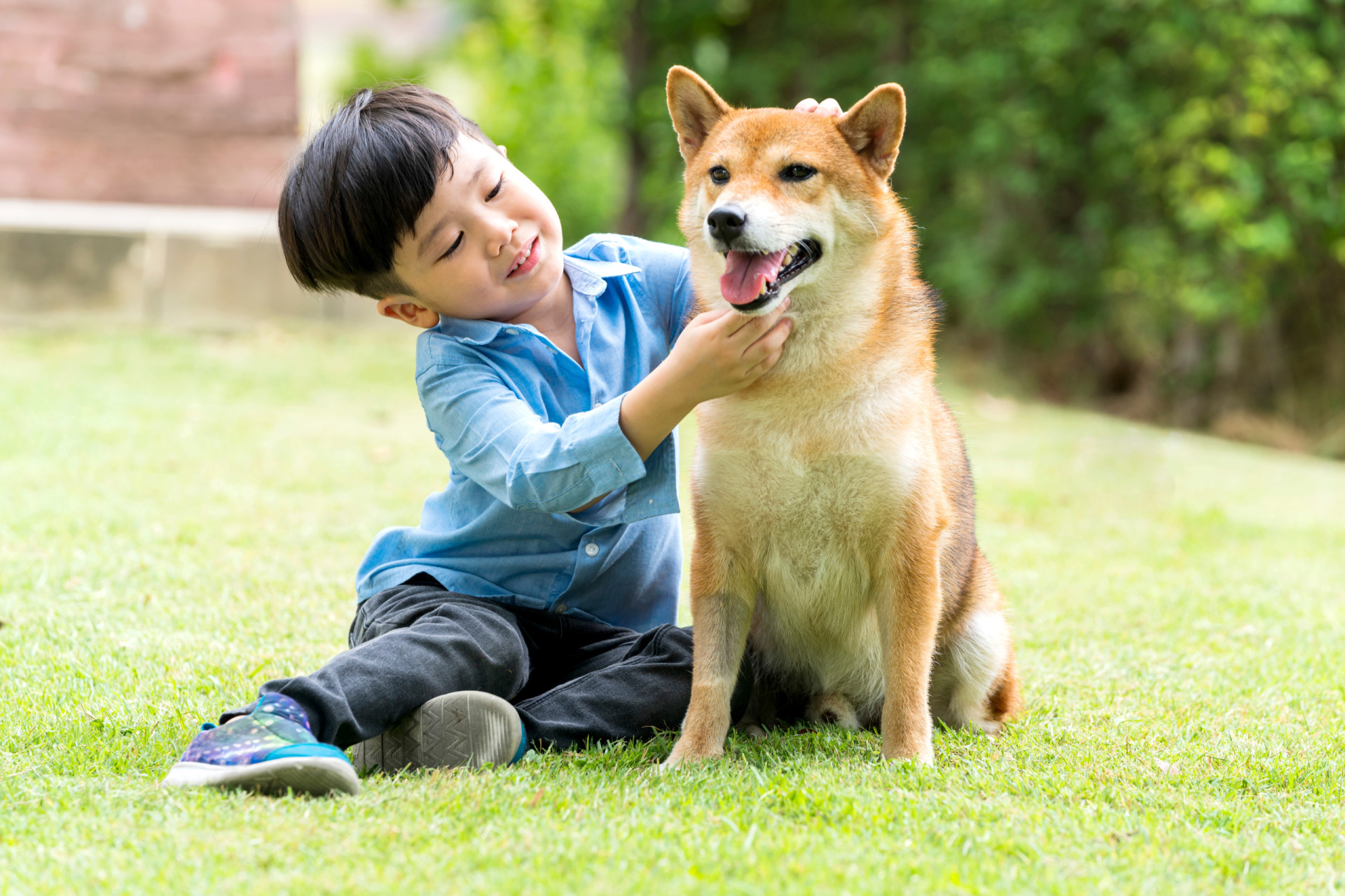 Ces pays ont moins d'enfants que d'animaux de compagnie
