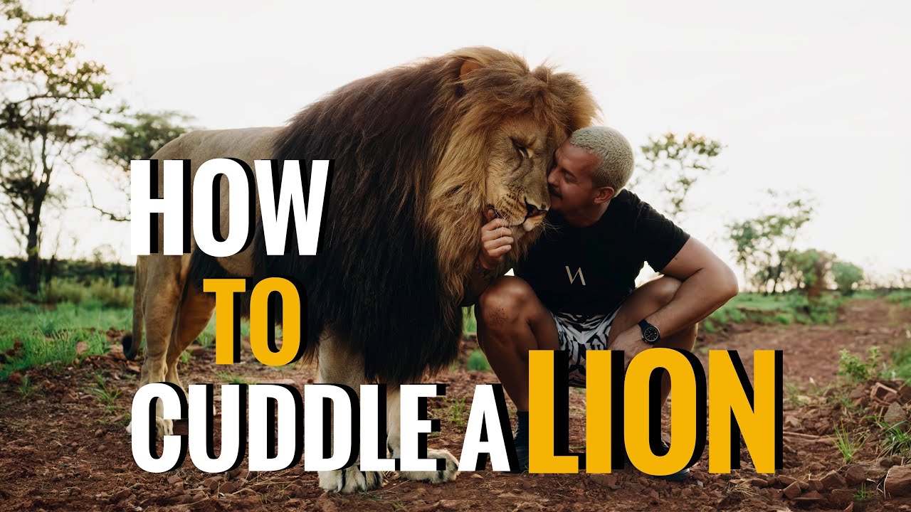 This is how I embraced a lion's trust
