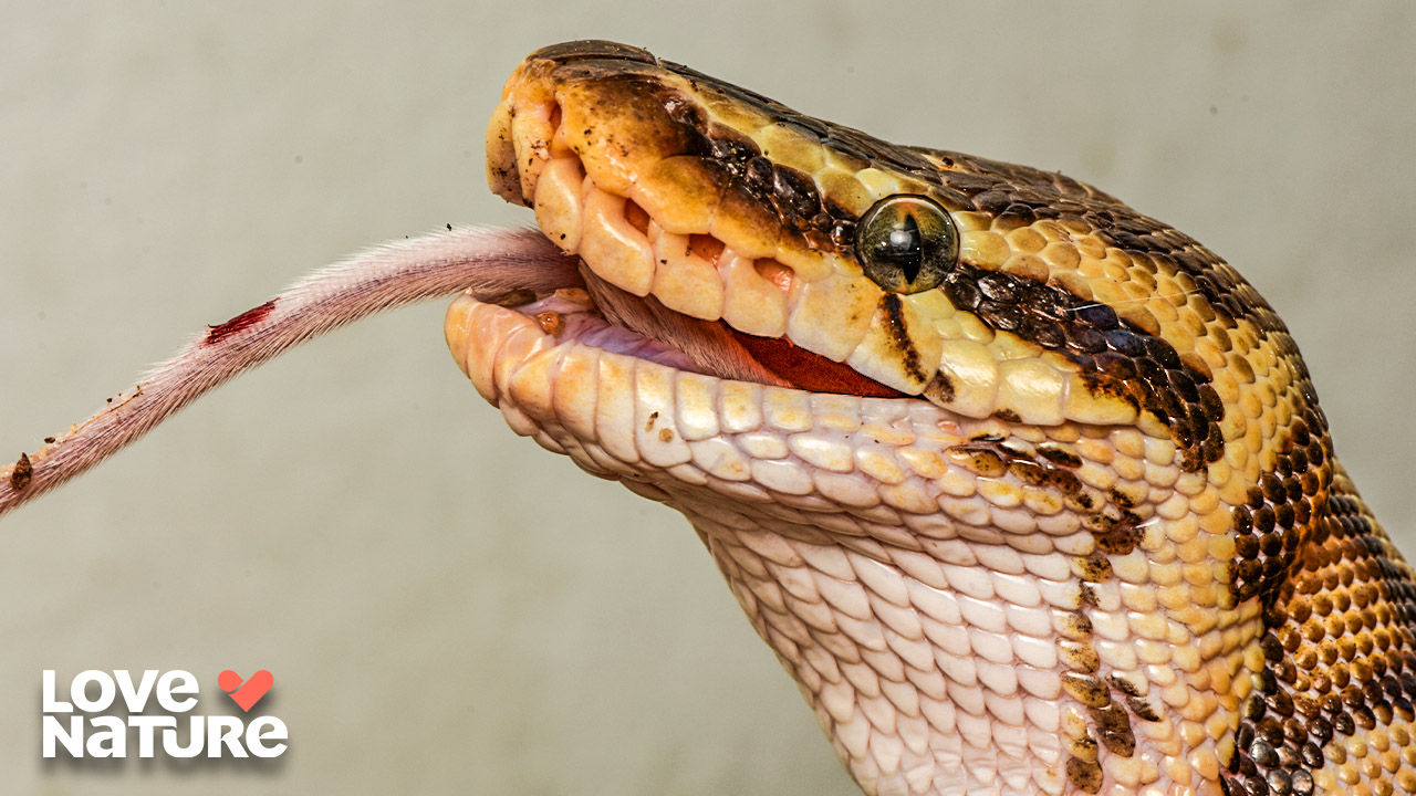 Cold-blooded strike: The snake’s high-stakes hunt for survival