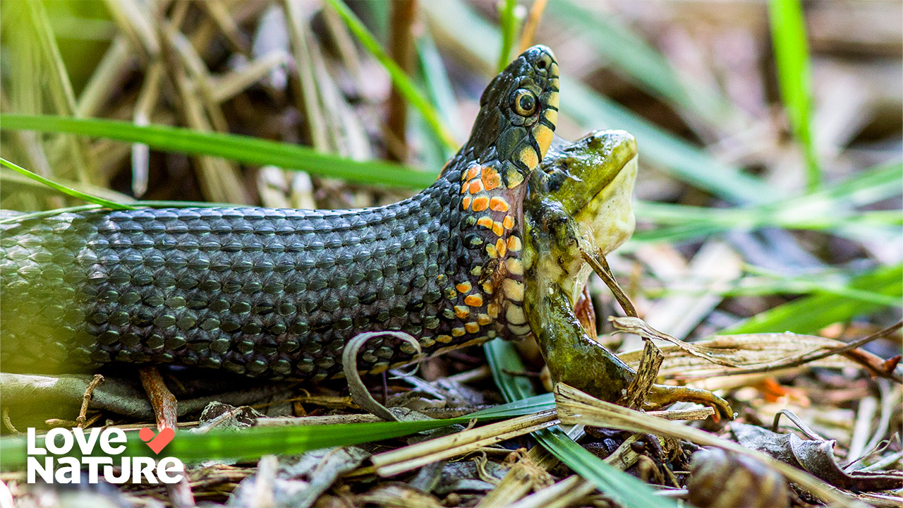 Striking silence: The snake’s high-stakes ambush in the Australian bush