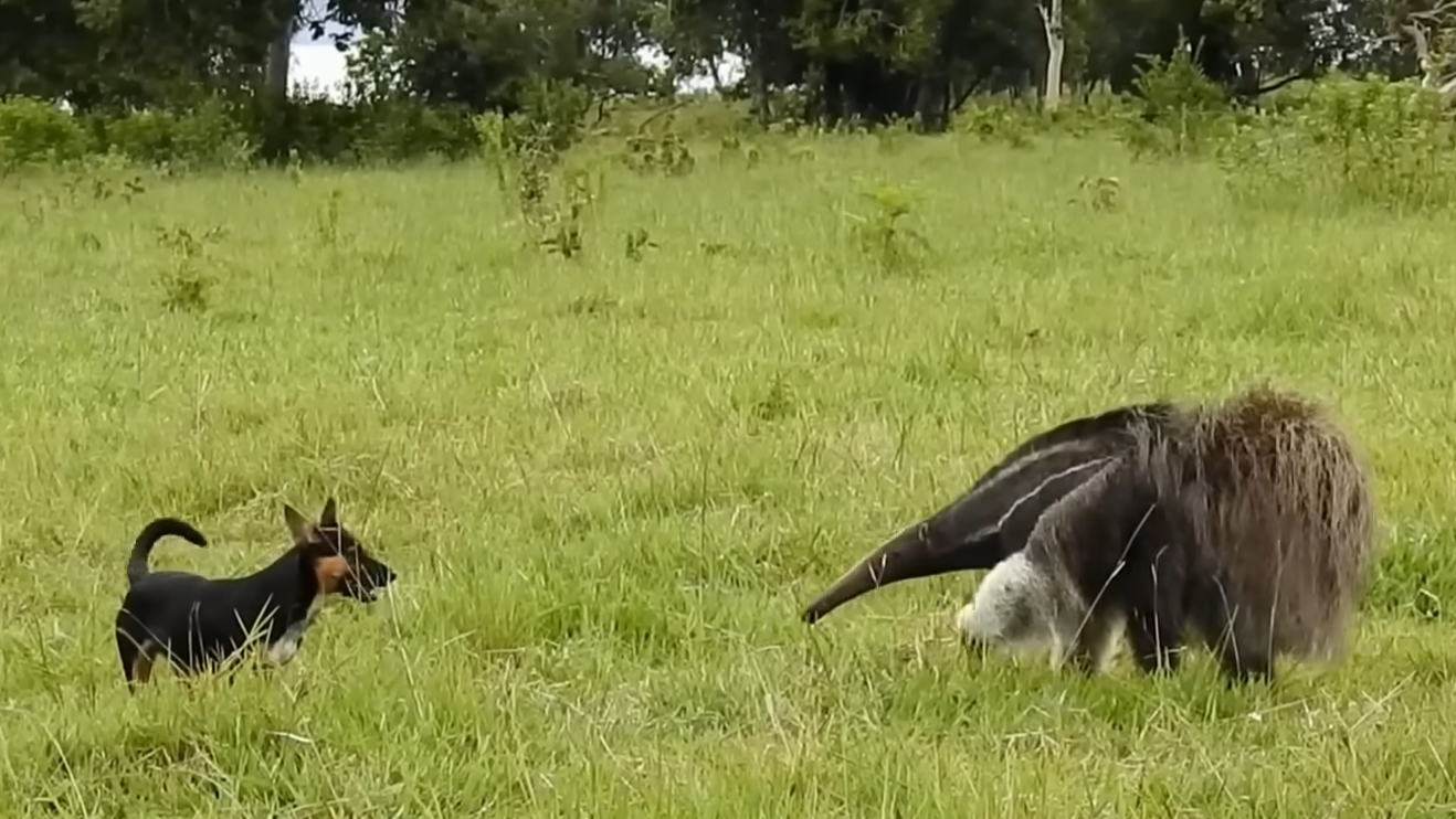 Watch what happens when an anteater attacks a dog