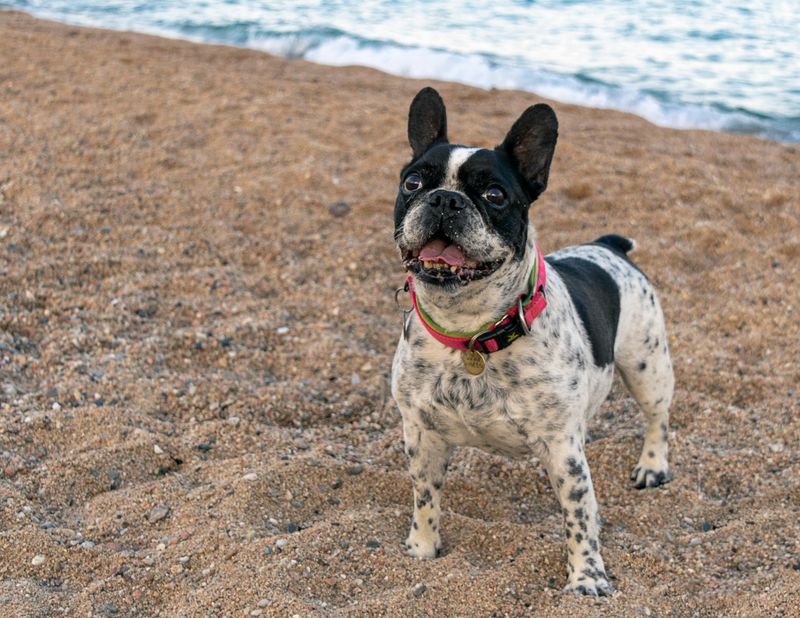 13 top dog breeds you'll see everywhere in California