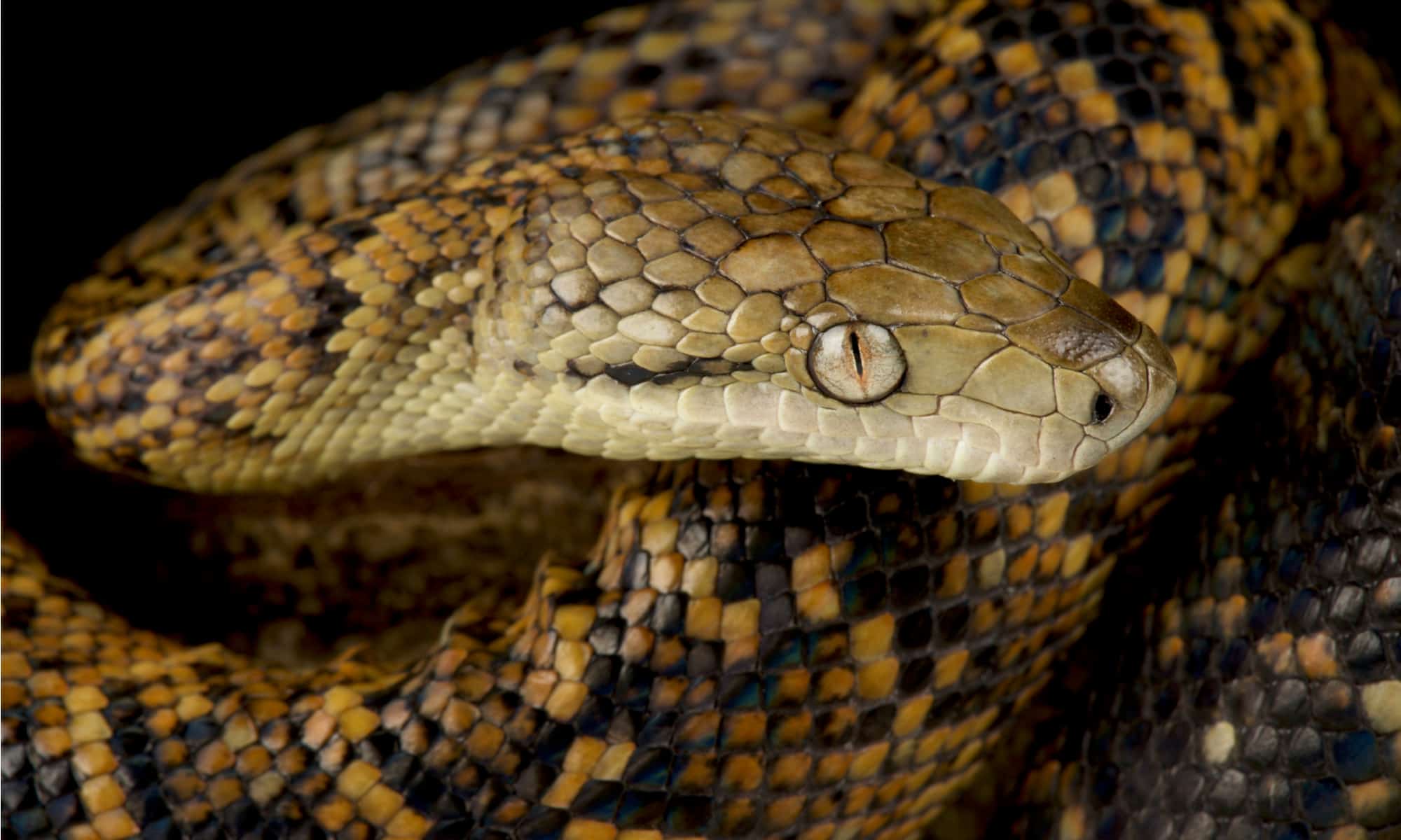 The largest venomous snake ever discovered was far bigger than a king cobra