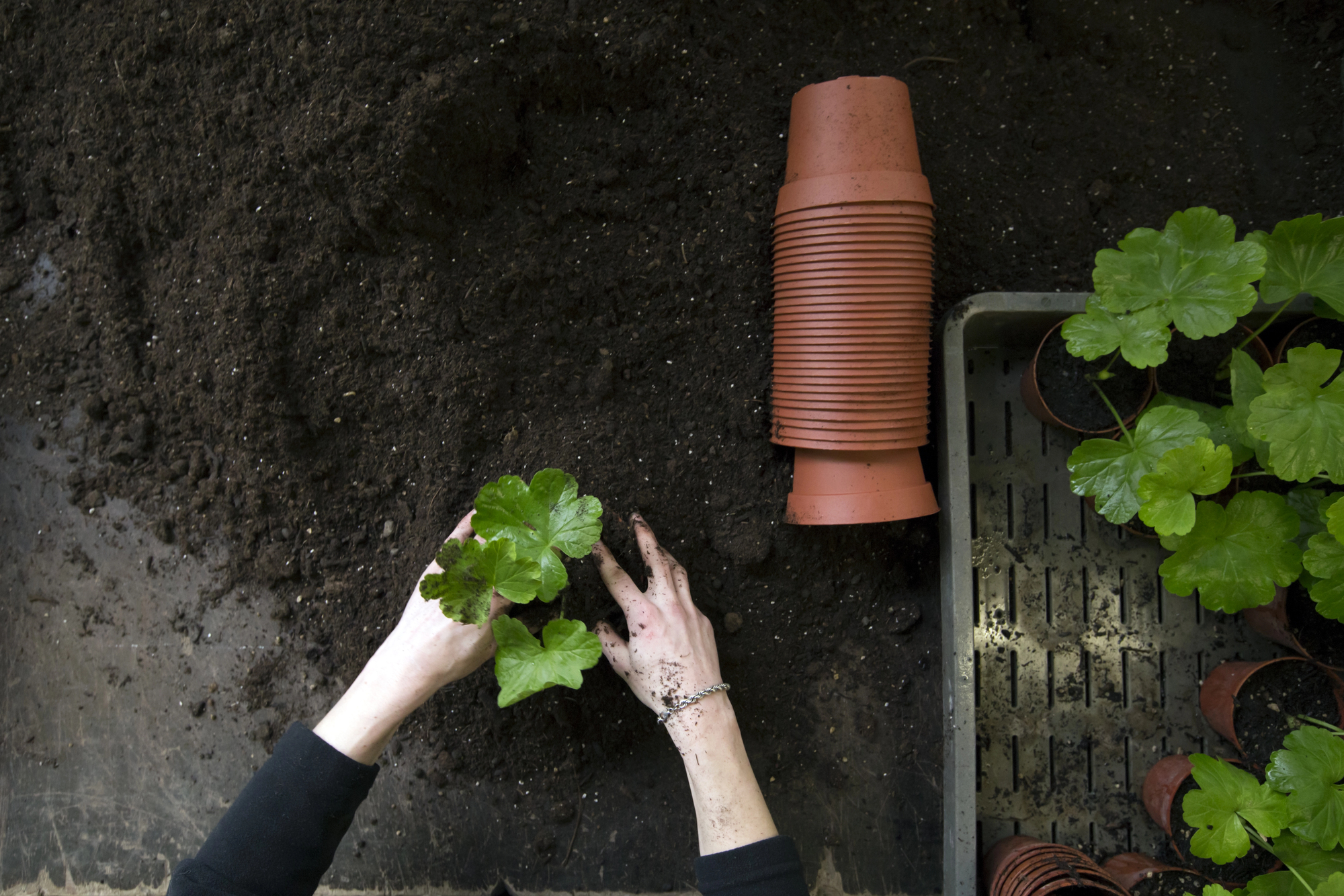 16 deadliest poisons found in common house plants