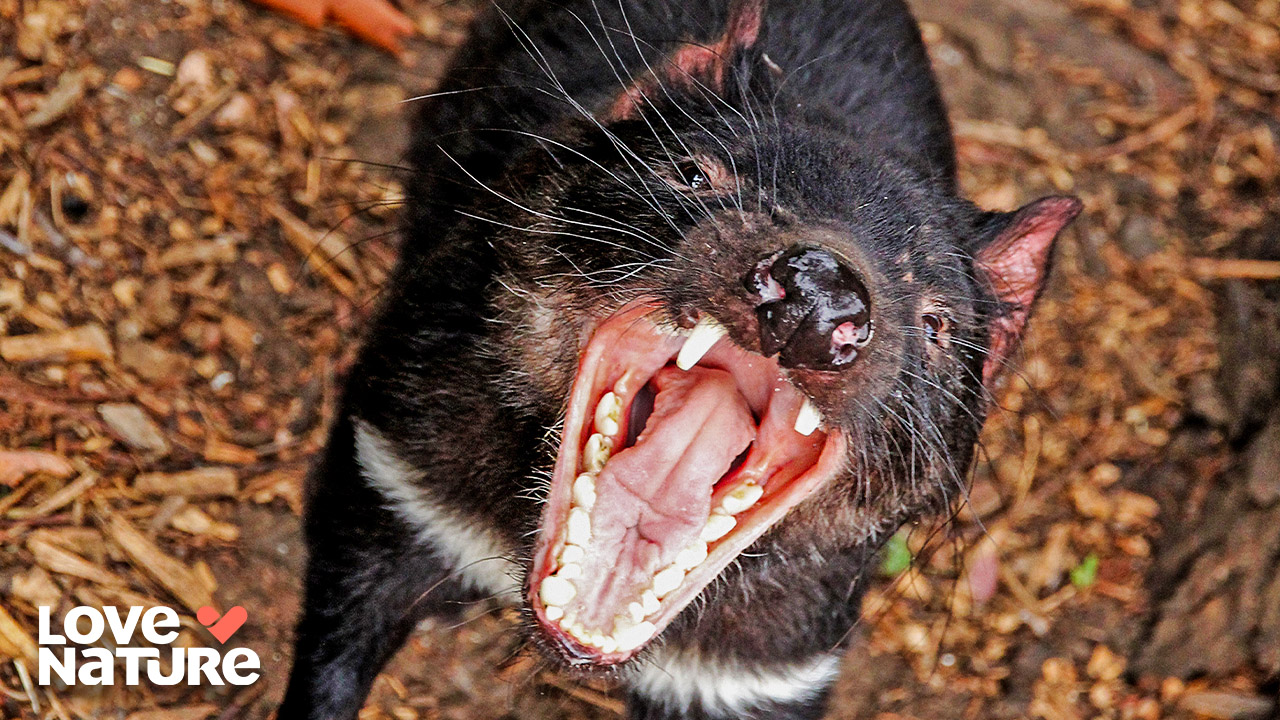 Deadly or divine? The hidden terror of Australia’s cute killers