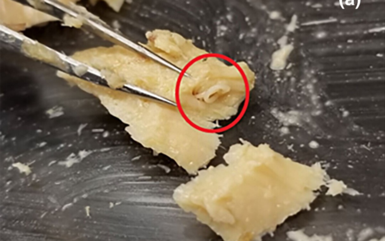 Cientistas abrem latas de peixe de 40 anos. Veja o que encontraram