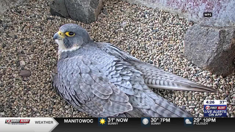 Peregrine falcon nesting season underway at power plants