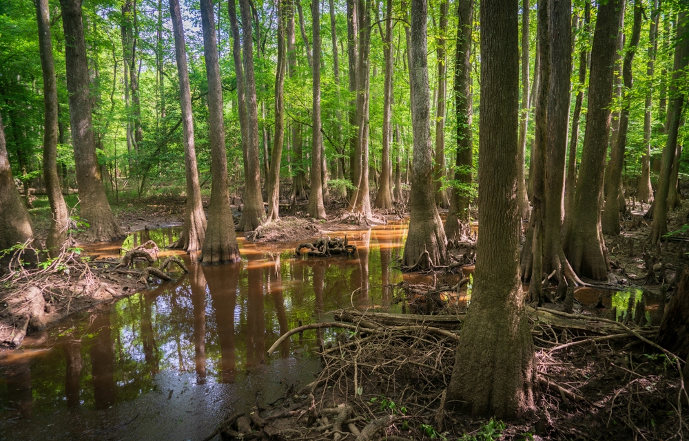 The largest old-growth forest in the Southeast is free, wild, and close ...