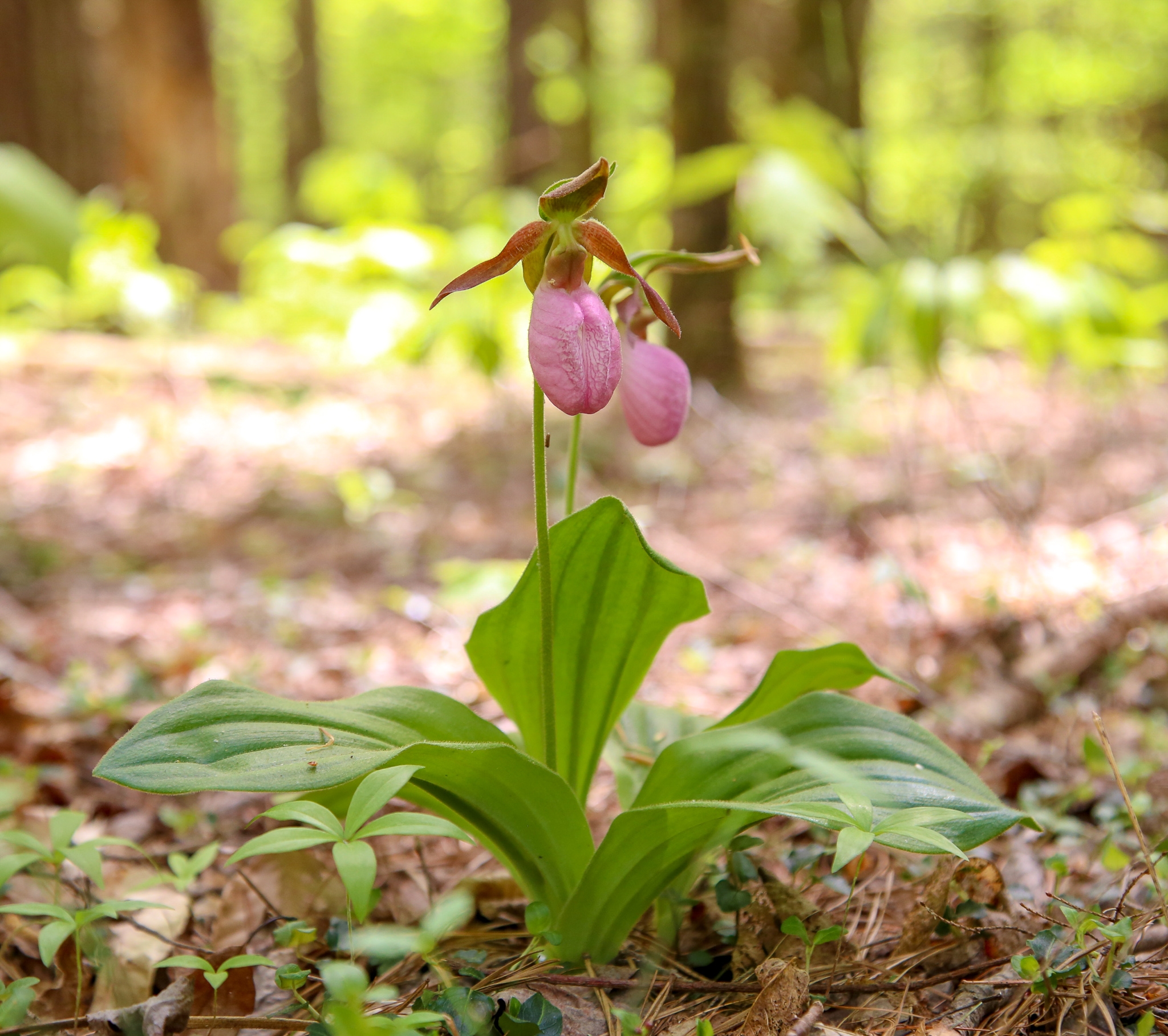Spring wildflower pilgrimage 2026: Spring in the Smokies