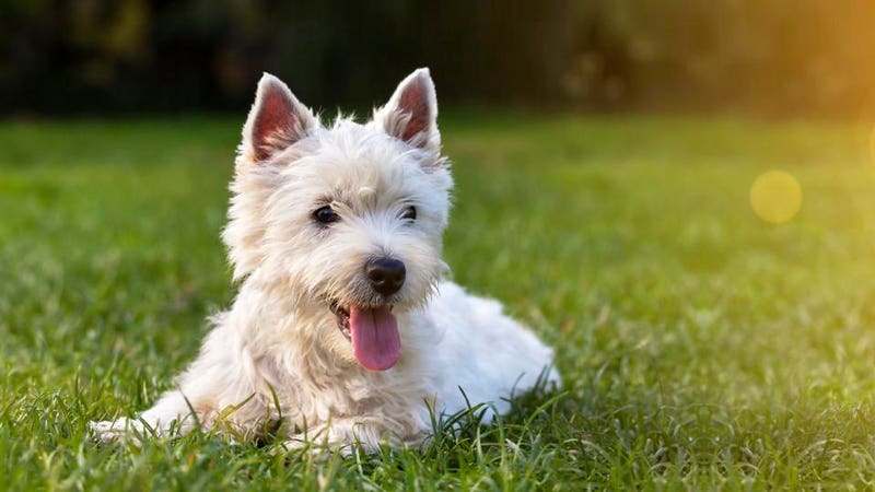 Apoquel for dogs: uses, dosage and side effects