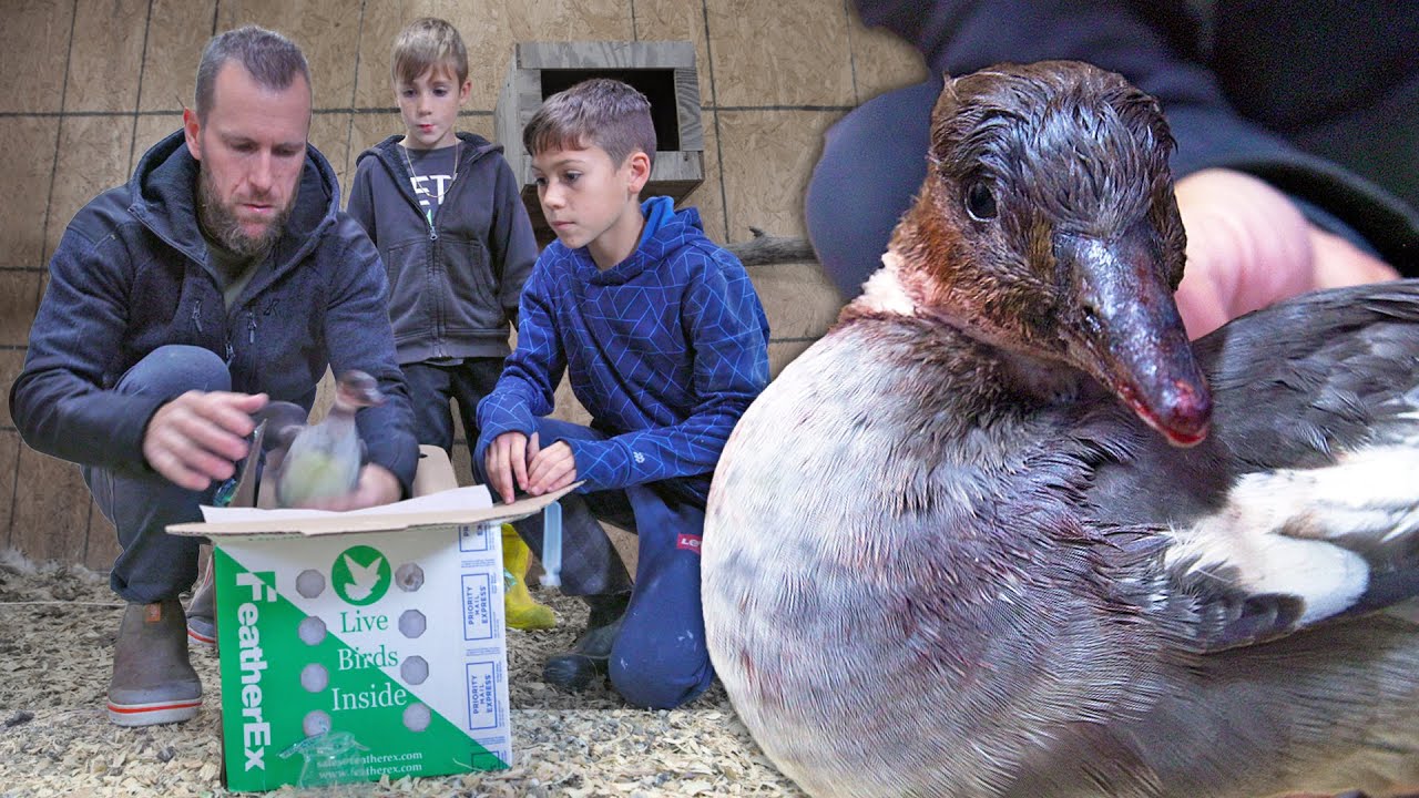 What happens when a duck arrives bloody?