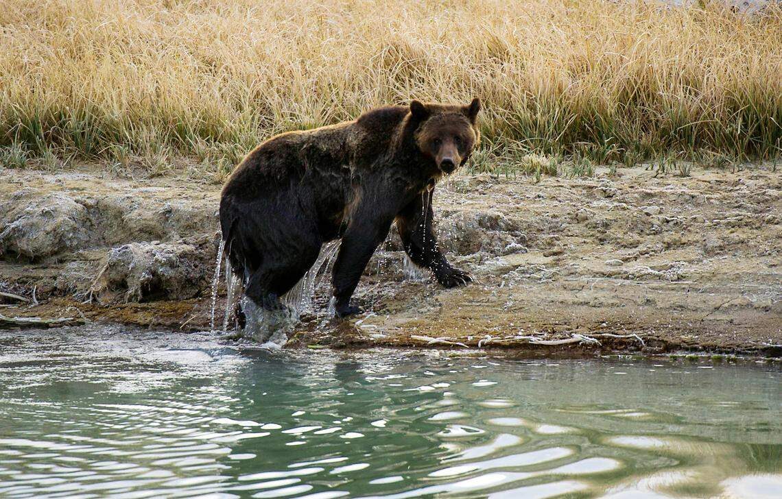 California moves a step closer to re-introducing grizzlies as bill advances