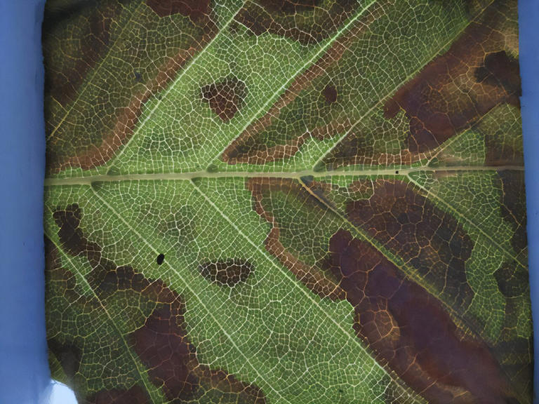 When trees get 'sunburn': Study shows how young trees can handle the heat