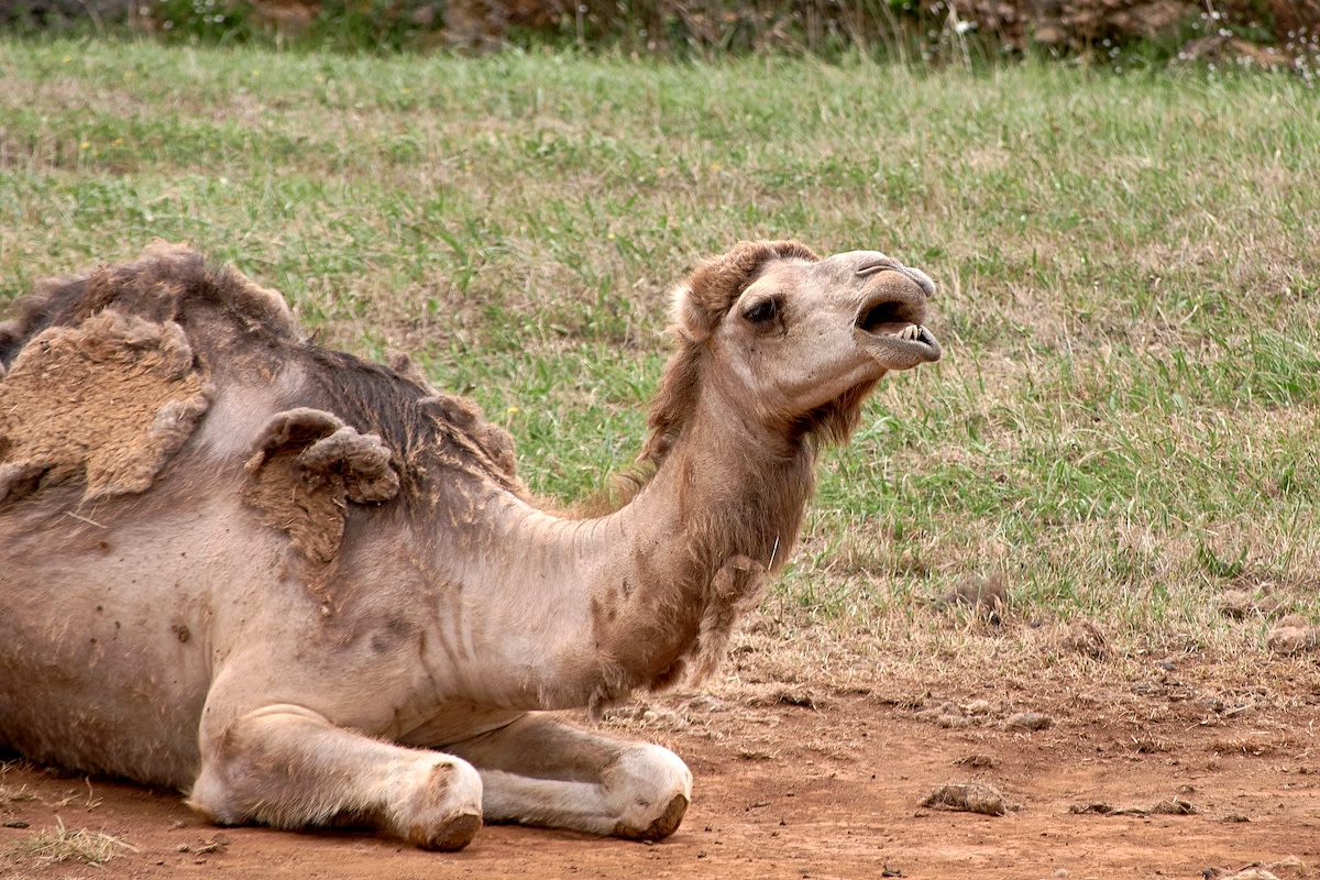 Discover the surprising sound a friendly camel makes at a North ...
