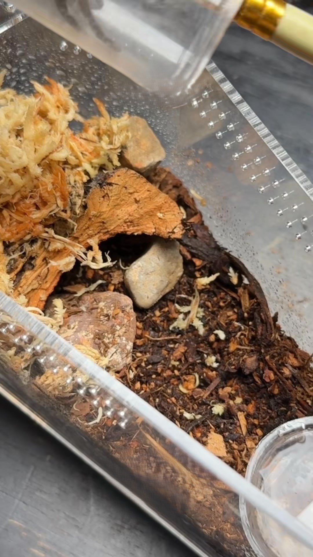 Moving my new tarantula into a tiny coffin!