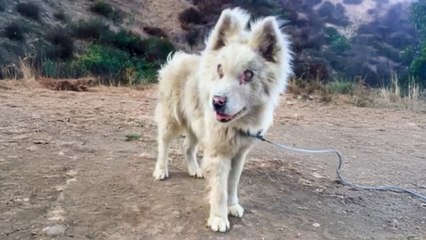 Abandoned blind husky has the best glow up