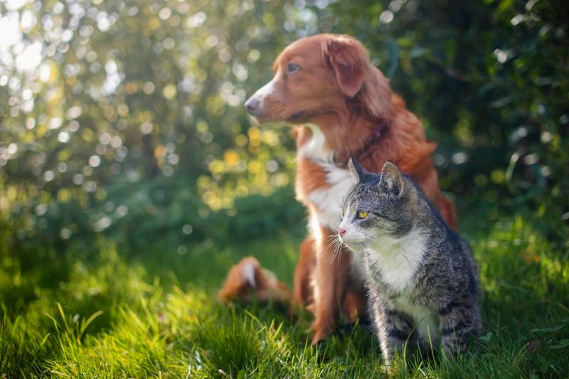 What is fluoxetine for dogs, and what is it used for?