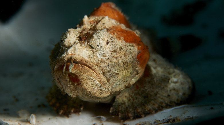 The most dangerous creatures you're likely to encounter on a beach vacation