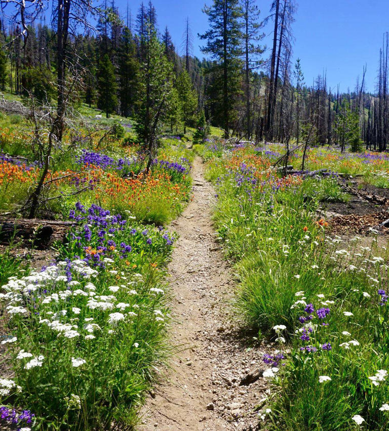 Wildflowers are getting an 'early start' in Idaho. Here's where to find ...