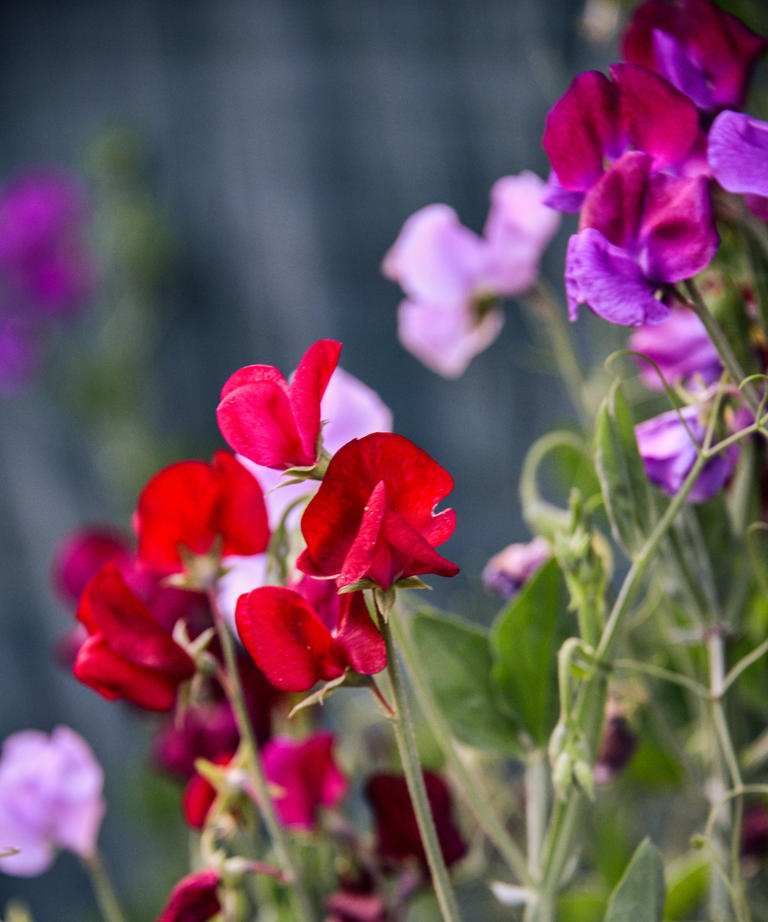 What to do with sweet peas in June for an endless supply of fragrant ...