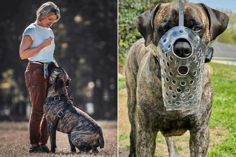 Woman devoted to raising Boerboels breaks down the biggest ...